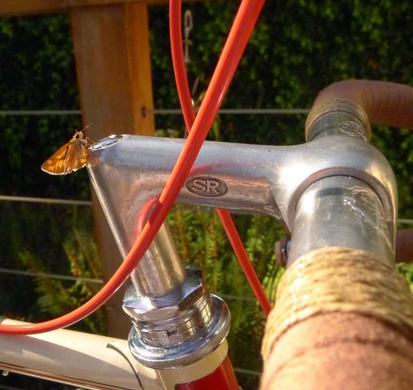 1981 SR Gran Course | The Simplicity of Vintage Cycles